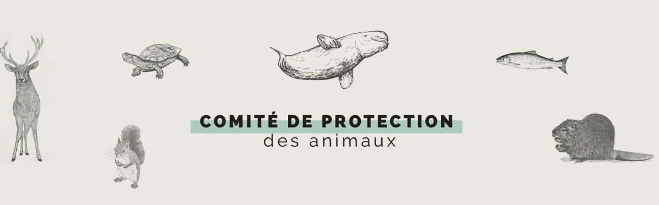 Comité de protection des animaux | Université du Québec en Outaouais